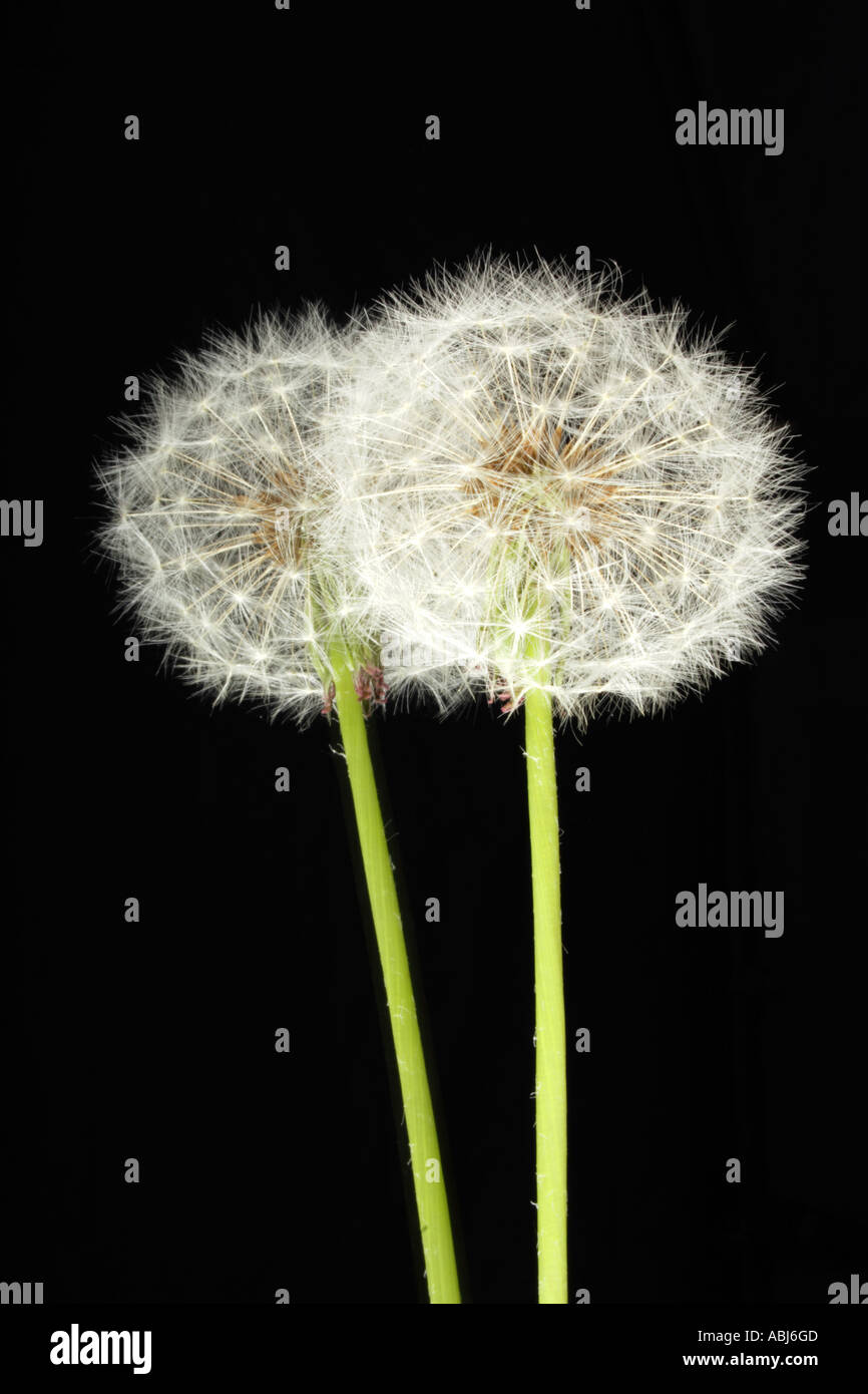 Upright dandelion hi-res stock photography and images - Alamy