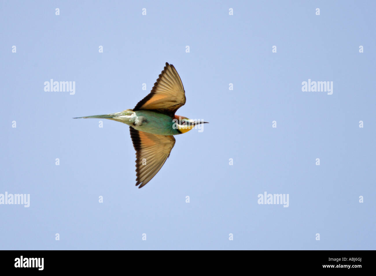 A Bee Eater flying Stock Photo - Alamy