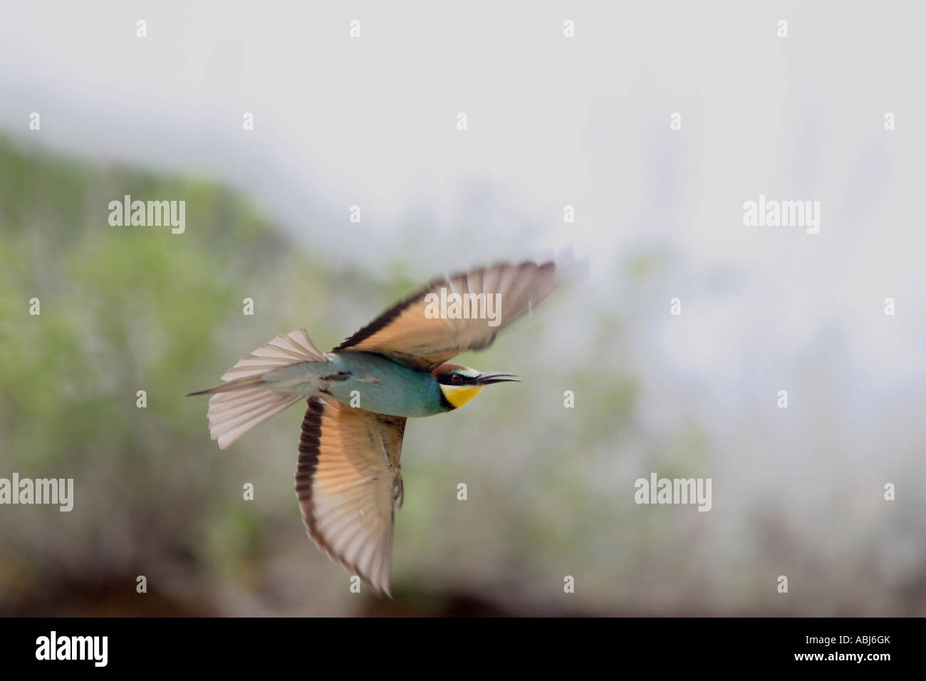A Bee Eater flying Stock Photo - Alamy
