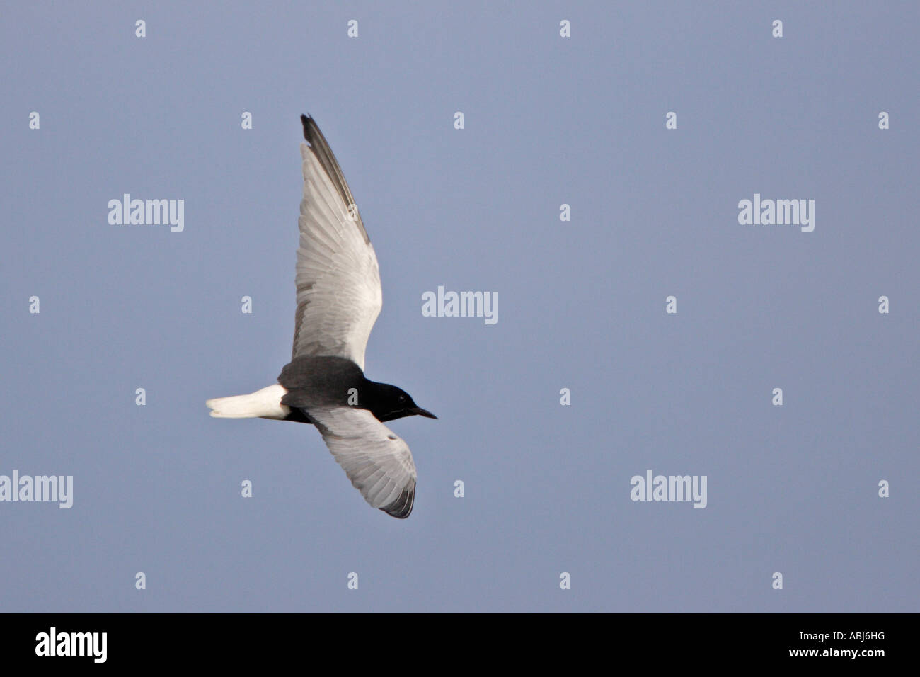 White winged tern in flight Stock Photo - Alamy