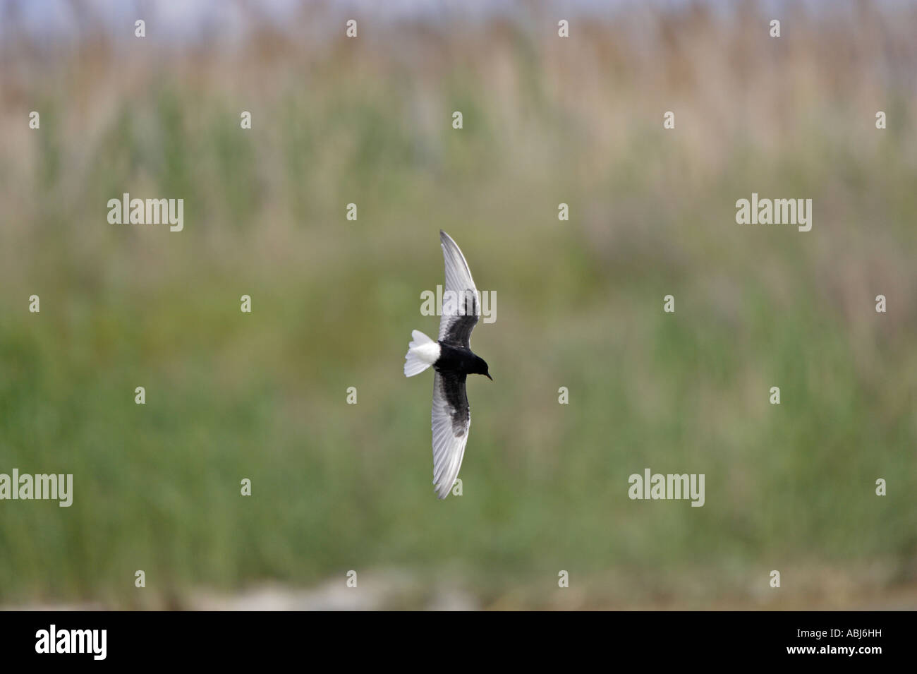 White winged tern in flight Stock Photo - Alamy