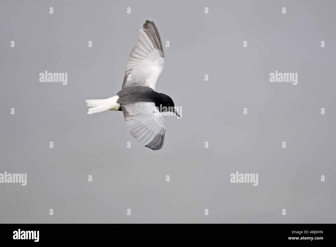 White winged tern in flight Stock Photo - Alamy