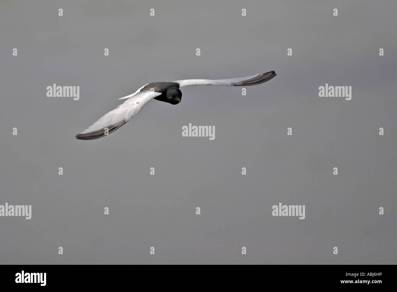 White winged tern in flight Stock Photo - Alamy