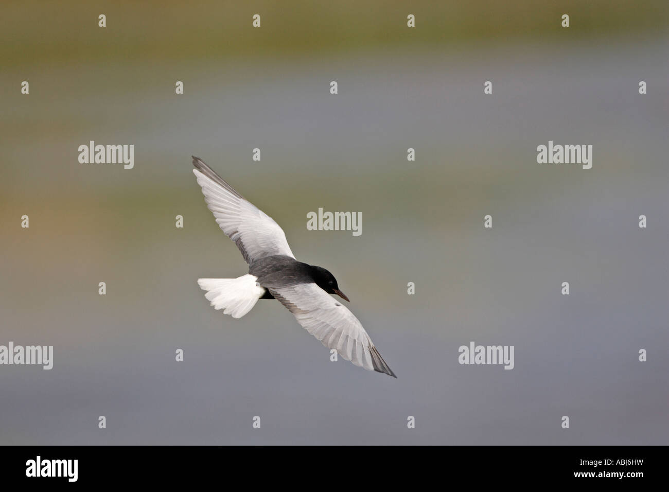 White winged tern in flight Stock Photo - Alamy