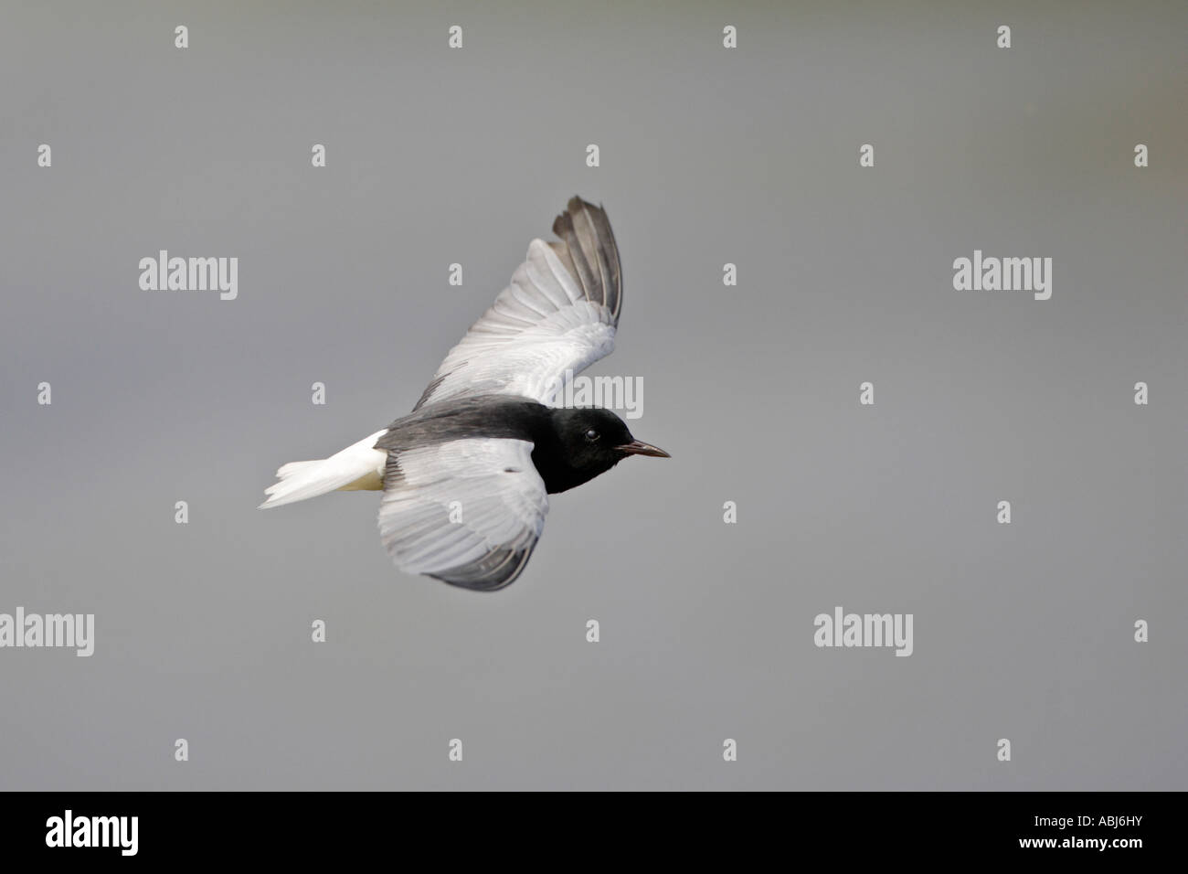 White winged tern in flight Stock Photo - Alamy
