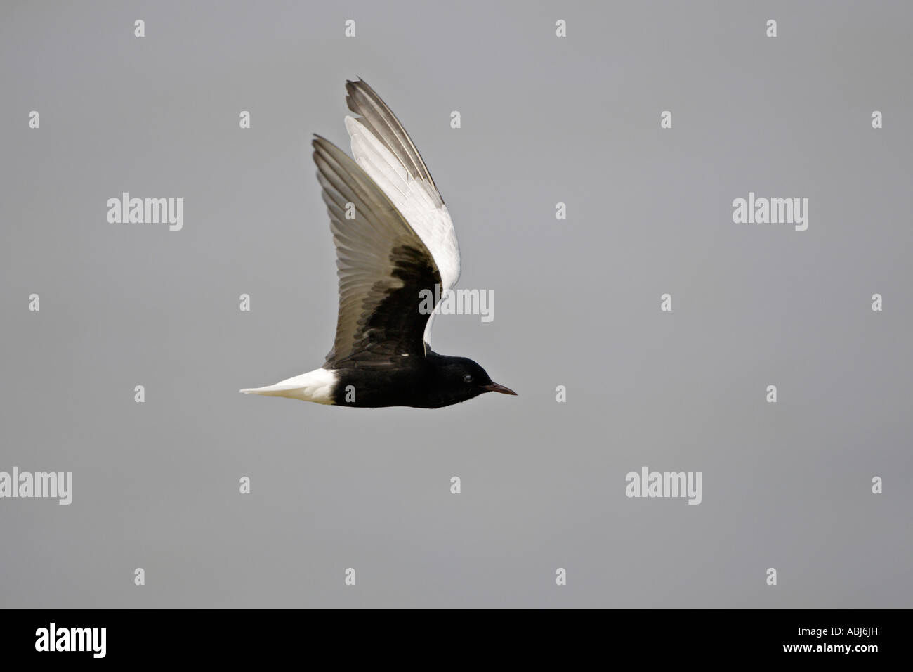 White winged tern in flight Stock Photo - Alamy