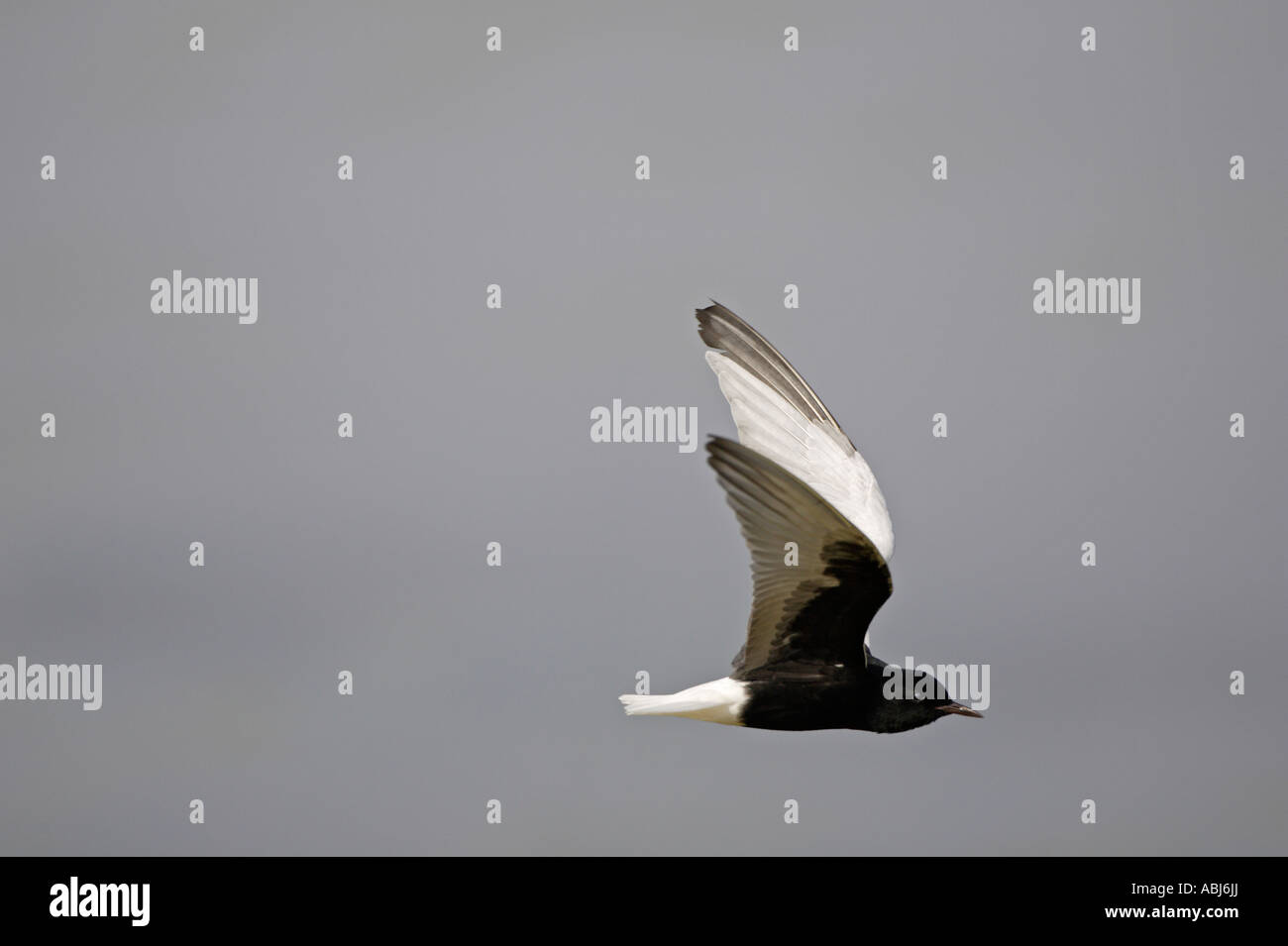 White winged tern in flight Stock Photo - Alamy