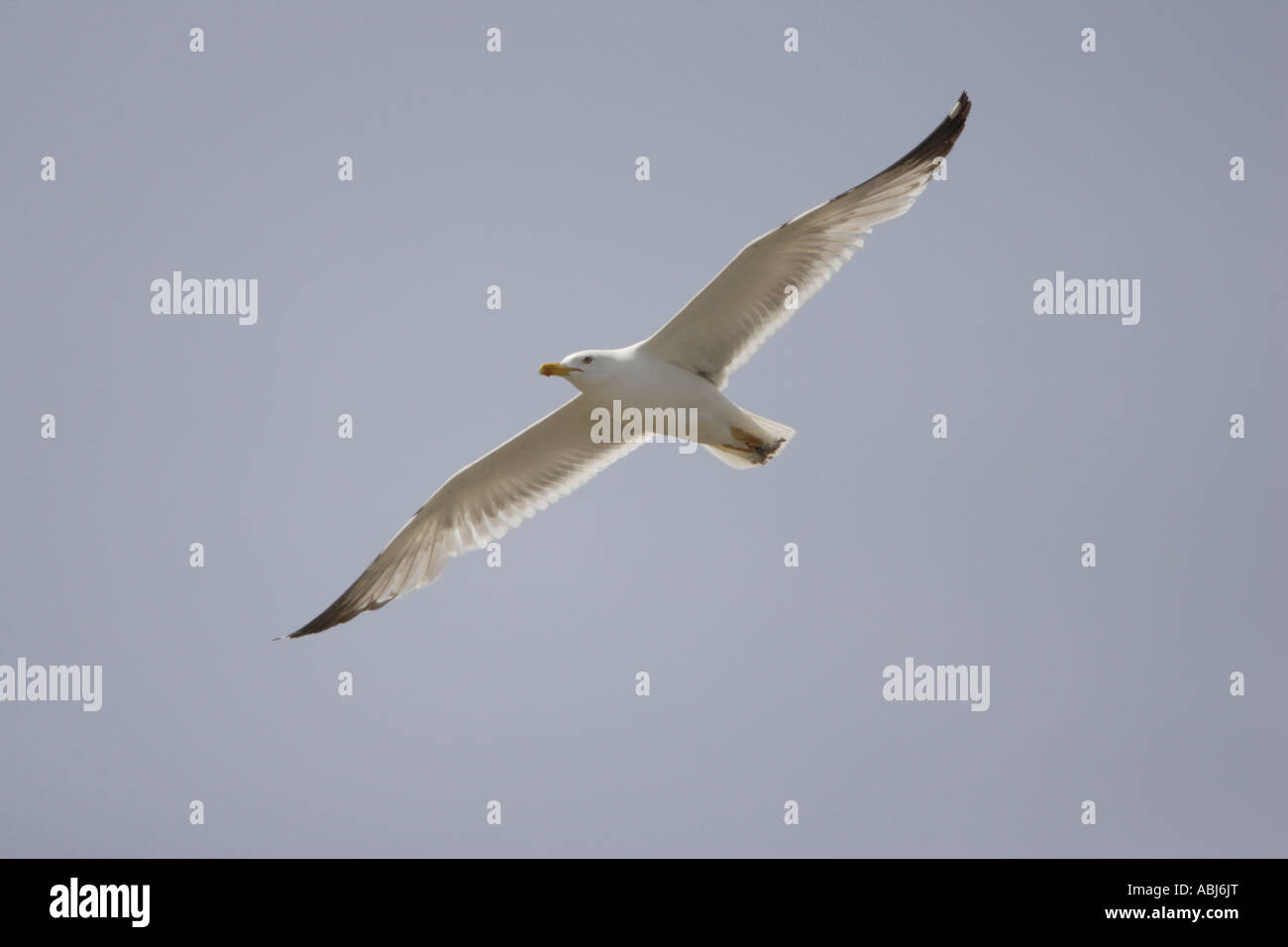 Yellow legged Gull in flight Stock Photo - Alamy