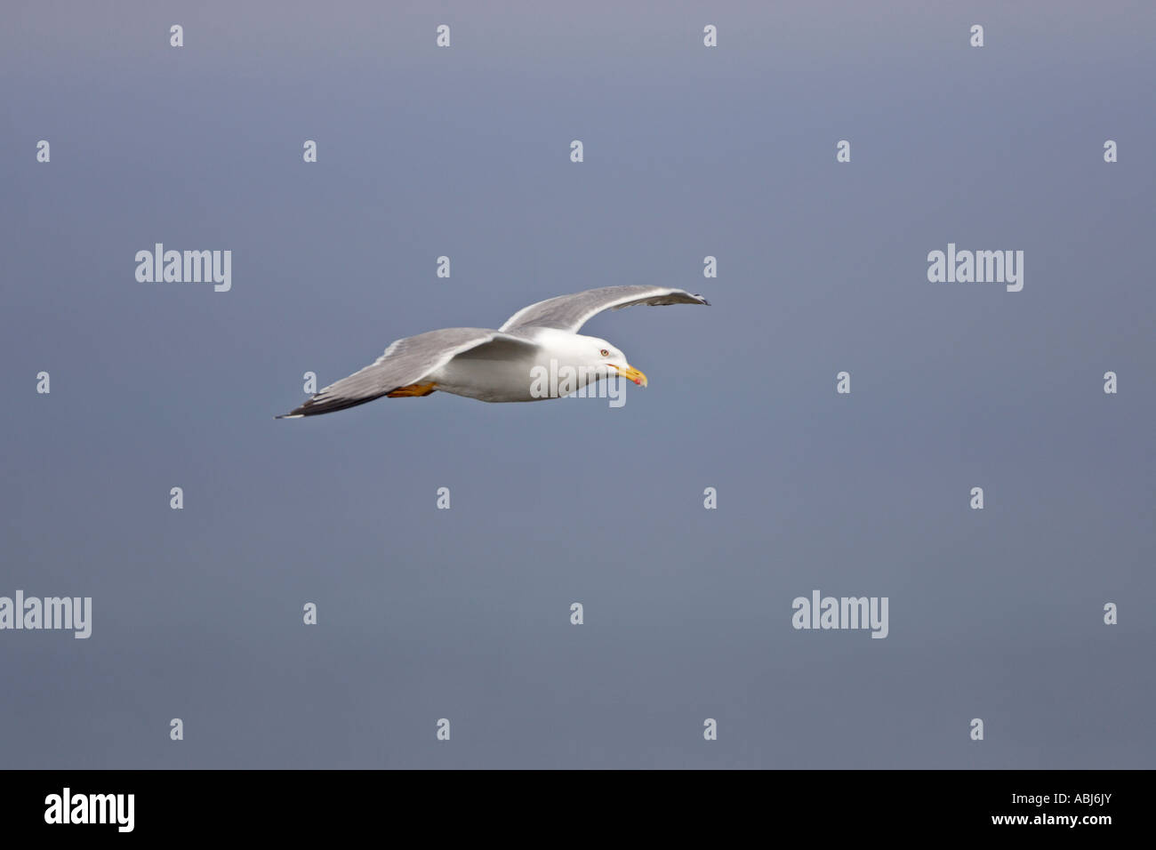 Yellow legged Gull in flight Stock Photo - Alamy