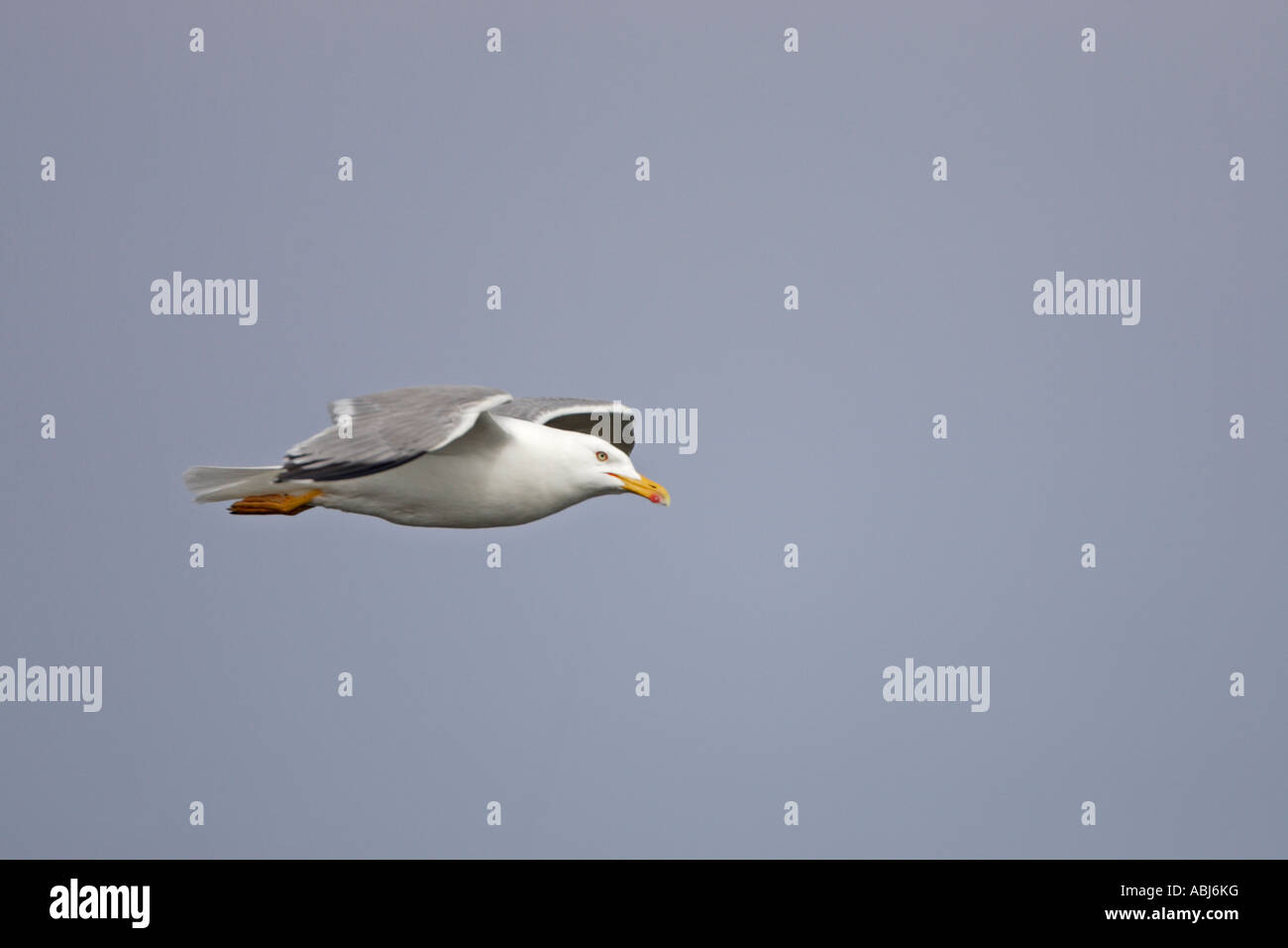 Yellow legged Gull in flight Stock Photo - Alamy