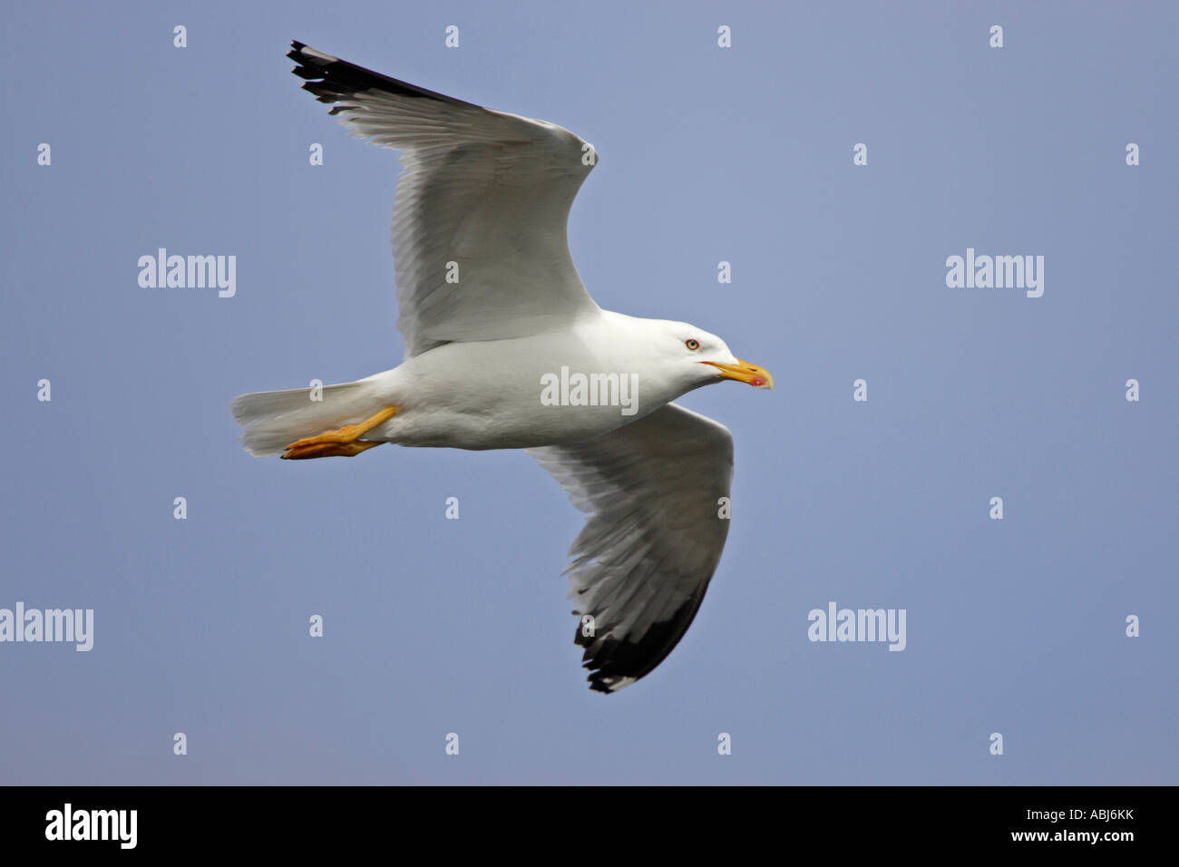 Yellow legged Gull in flight Stock Photo - Alamy