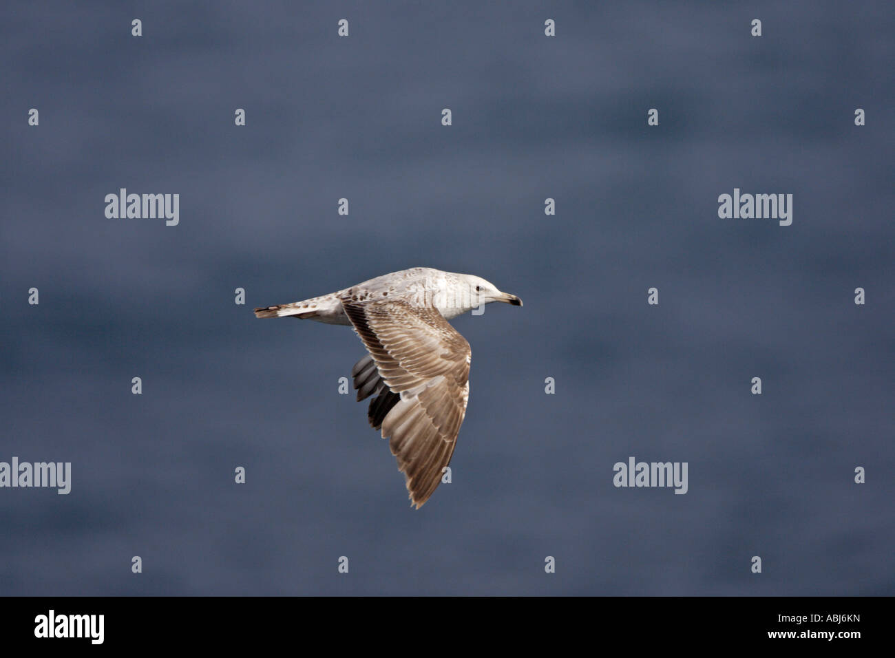 Yellow legged Gull in flight Stock Photo - Alamy