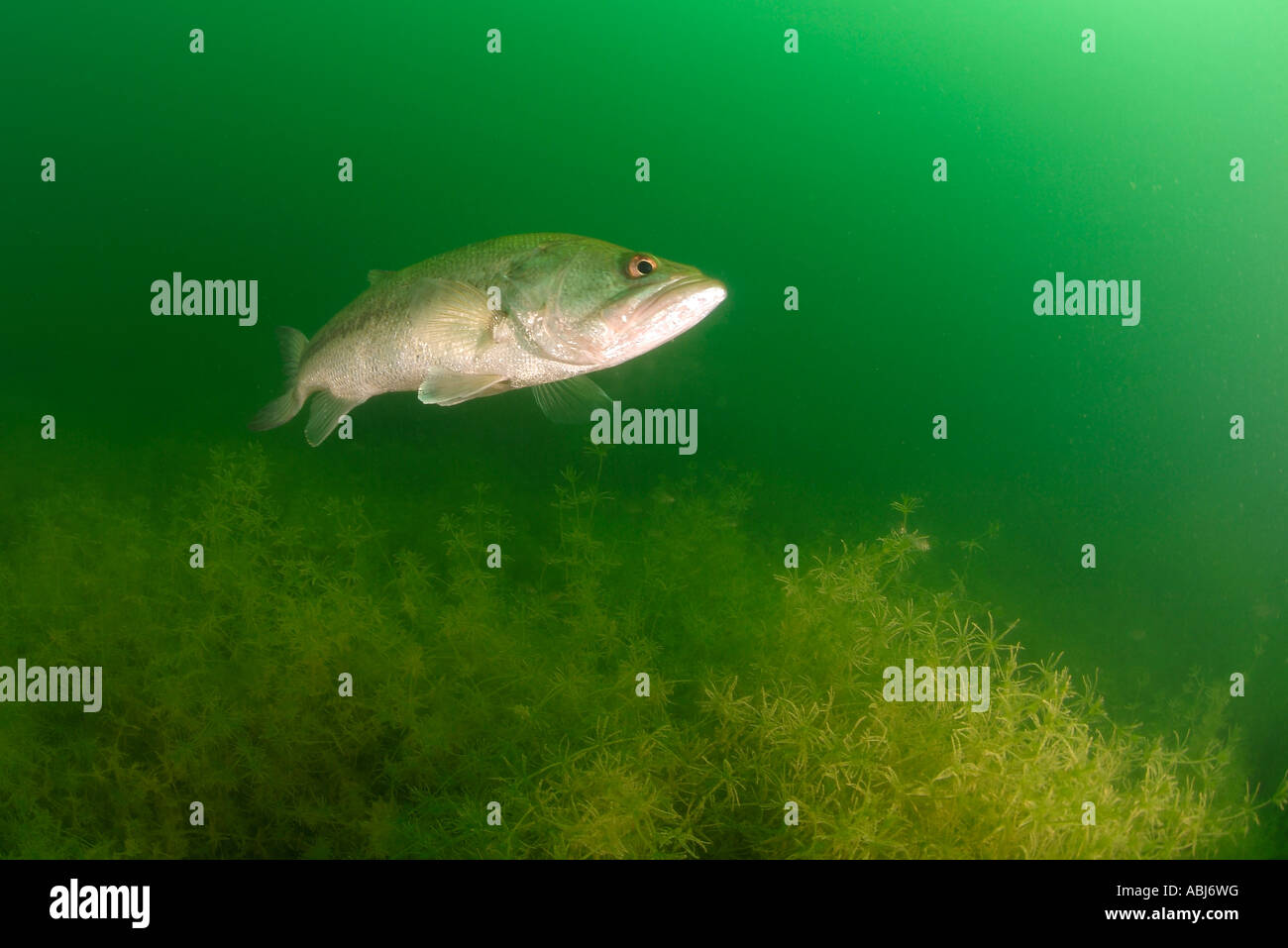 Bass fish in Clear Spring lake in Texas United States Stock Photo - Alamy