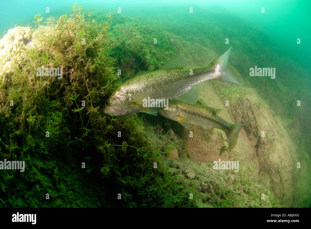 Bass fish in Clear Spring lake in Texas United States Stock Photo - Alamy