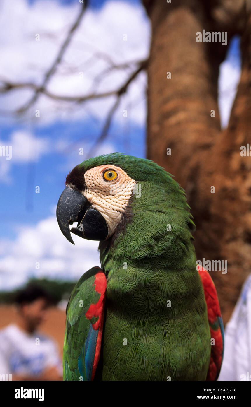 Amazon, Brazil. Green and red parrot Stock Photo - Alamy