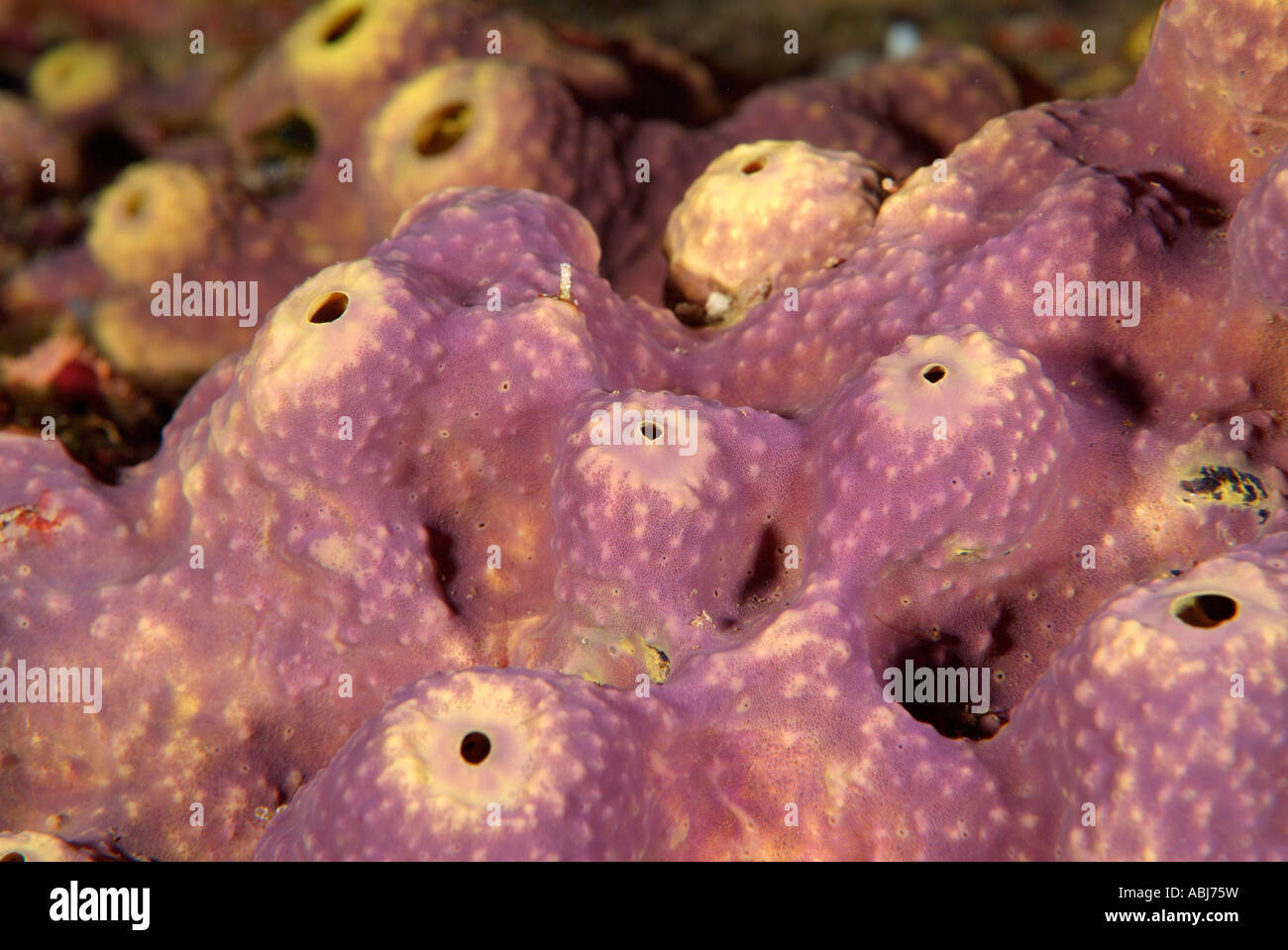 Branching tube sponge in the Gulf of Mexico off Texas Stock Photo - Alamy