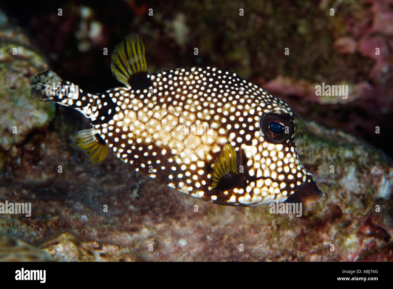 Smooth trunkfish in Flower Garden in the Gulf of Mexico, Texas Stock ...