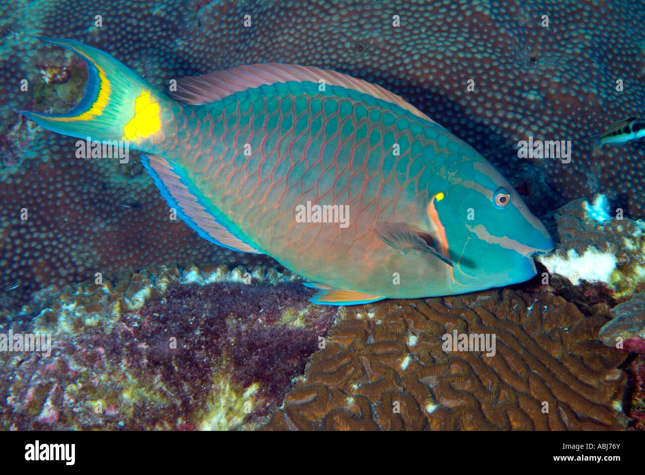 Stoplight parrotfish hi-res stock photography and images - Alamy