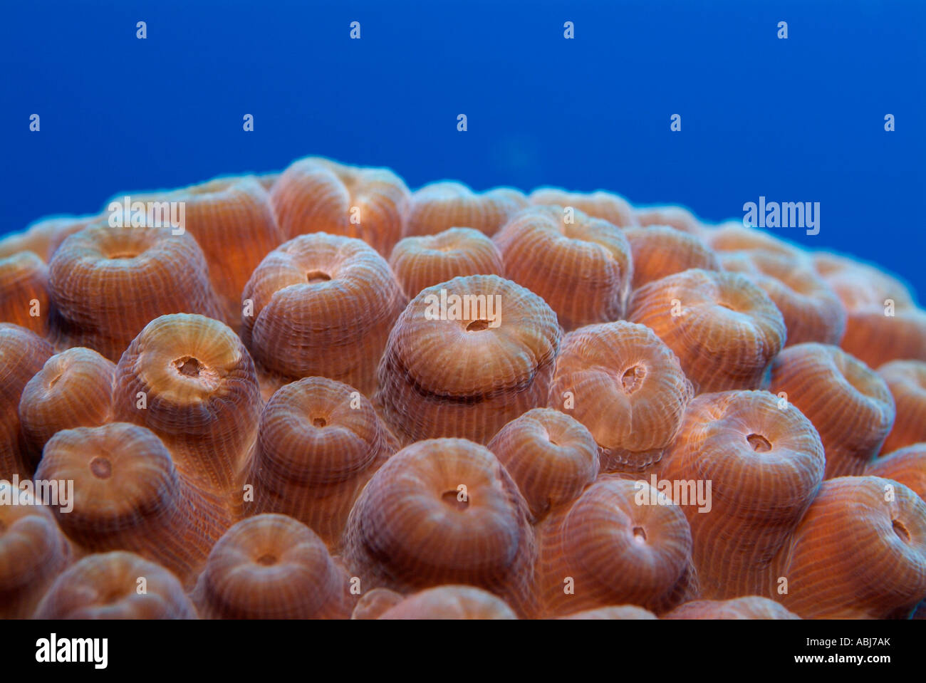 Close up of a great star coral in the Gulf of Mexico off Texas Stock ...