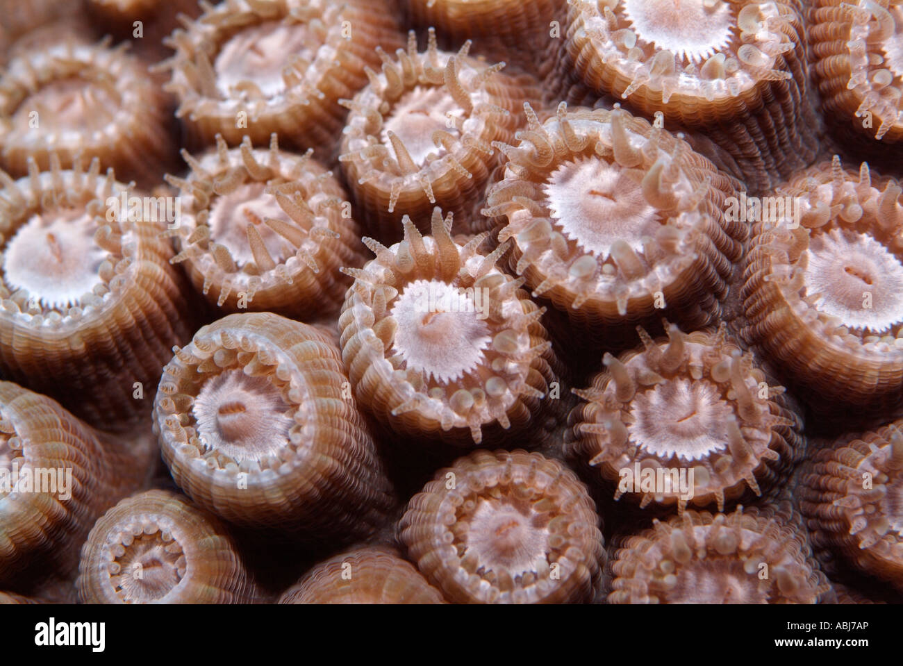 Close up of a head of coral in the Gulf of Mexico off Texas Stock Photo ...