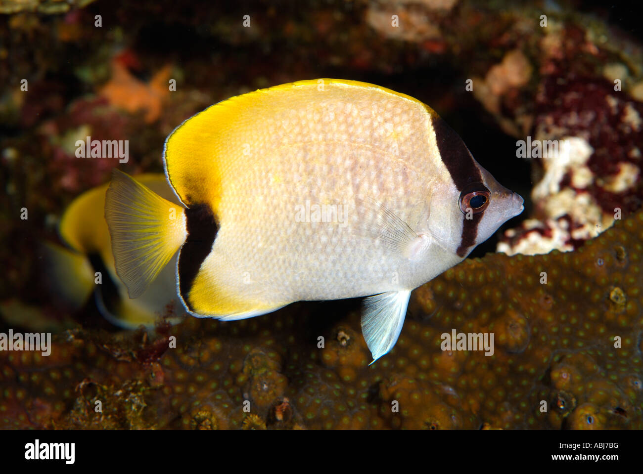 Reef butterflyfish in Flower Garden in the Gulf of Mexico, Texas Stock ...