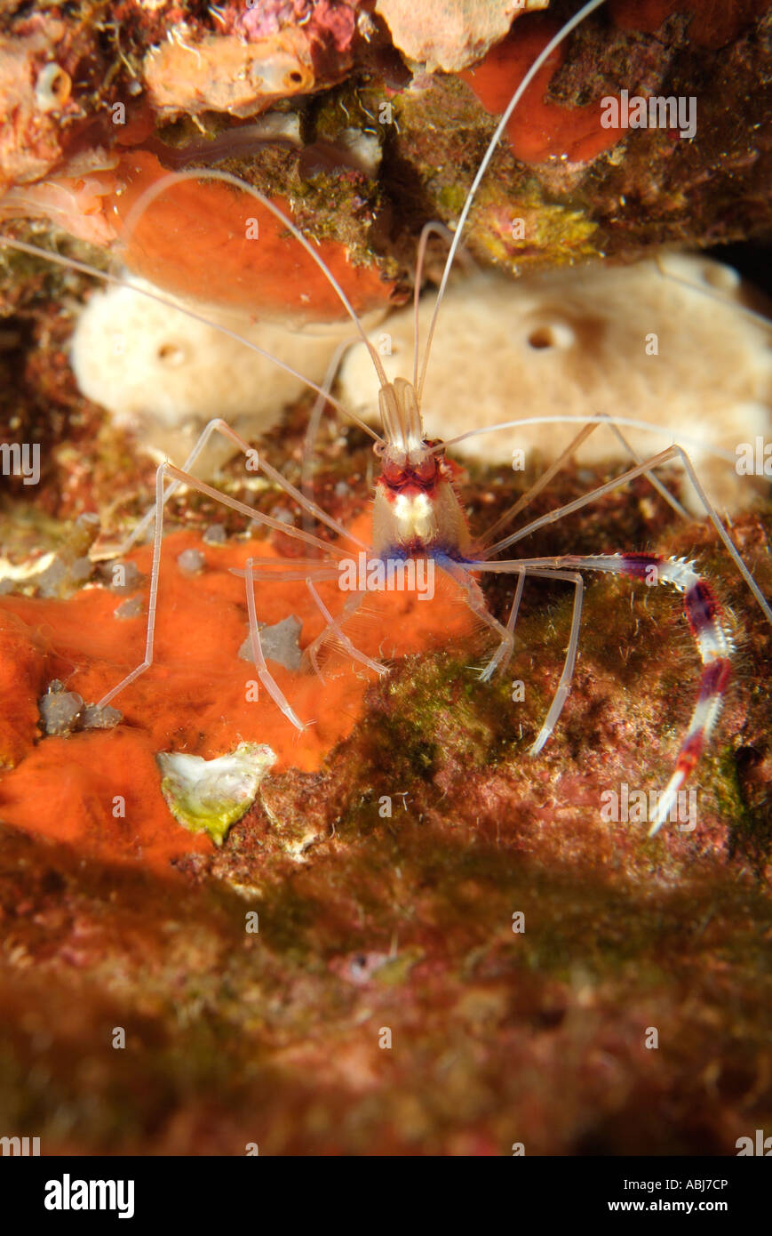 banded coral shrimp in Flower Garden in the Gulf of Mexico Stock Photo ...