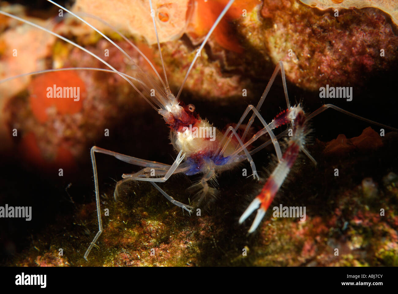 banded coral shrimp in Flower Garden in the Gulf of Mexico Stock Photo ...