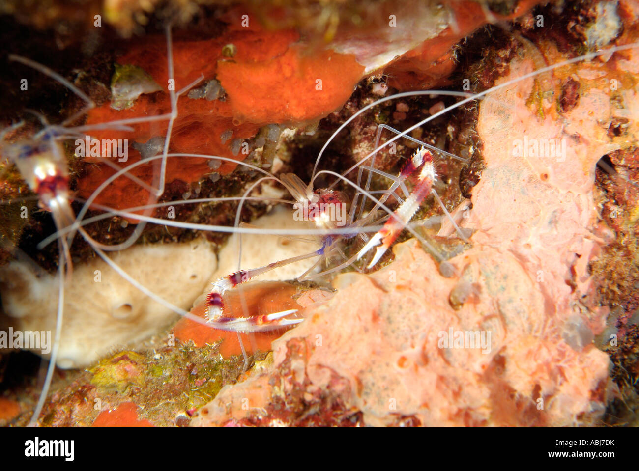 banded coral shrimp in Flower Garden in the Gulf of Mexico Stock Photo ...