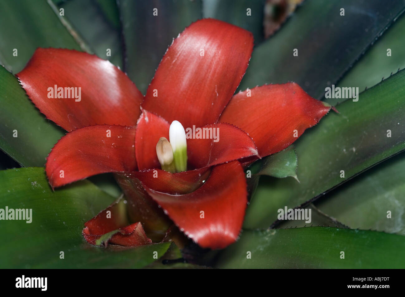 Red spiky flower hi-res stock photography and images - Alamy