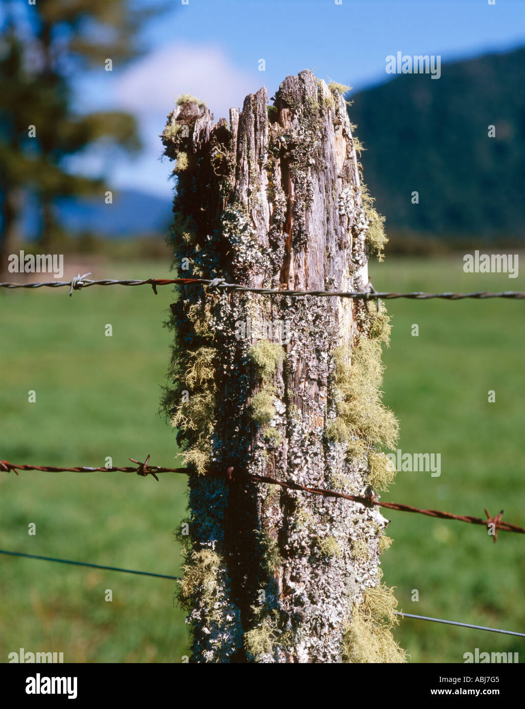 A rugged fencepost typical of New Zealand's west coast Stock Photo - Alamy
