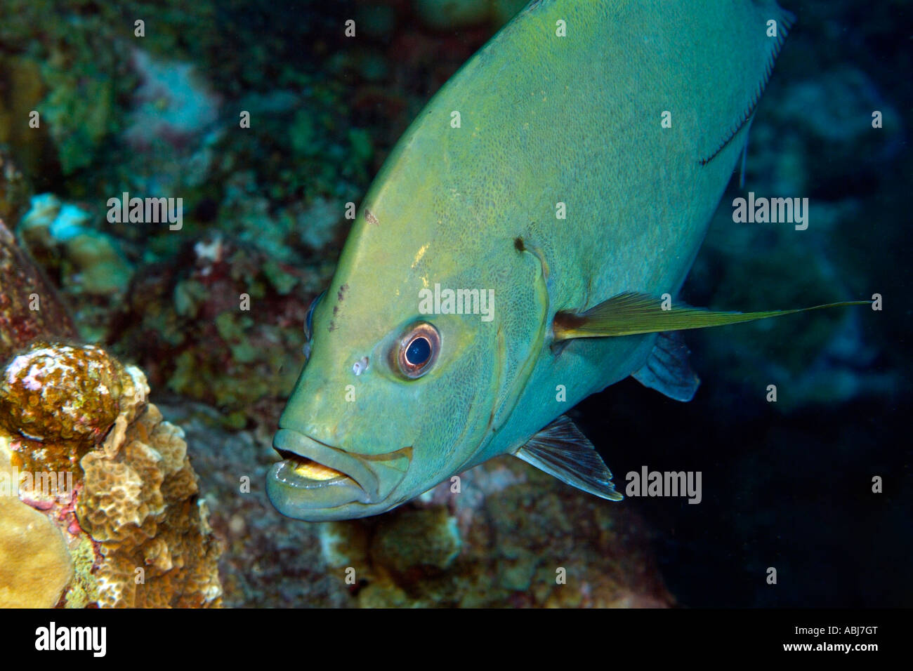 Jack fish hi-res stock photography and images - Alamy