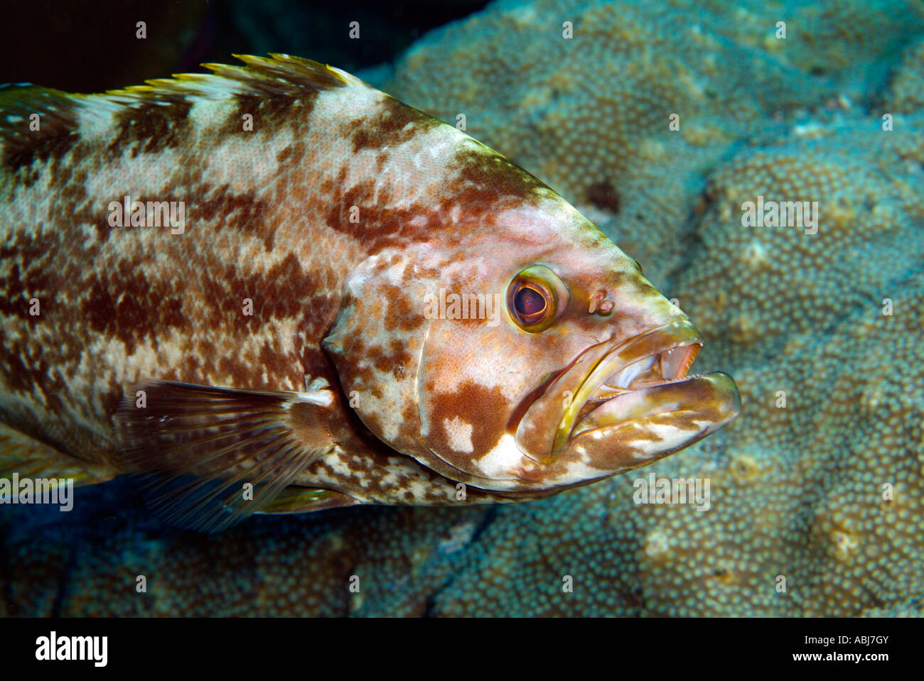 Tiger grouper in Flower Garden in the Gulf of Mexico Stock Photo - Alamy