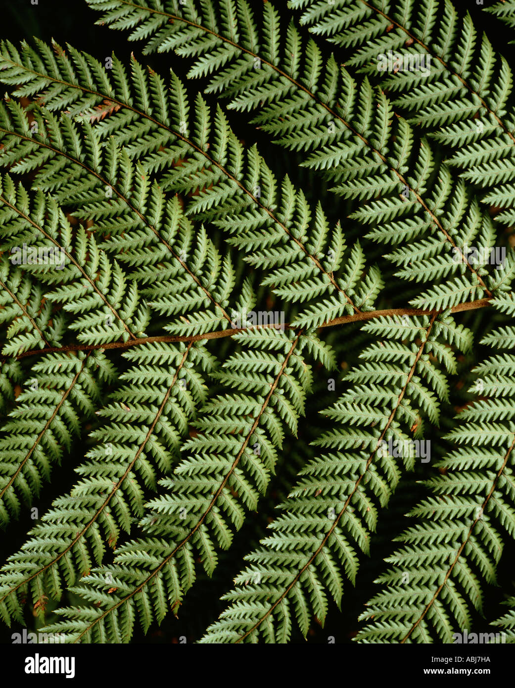 New Zealand fern Stock Photo - Alamy