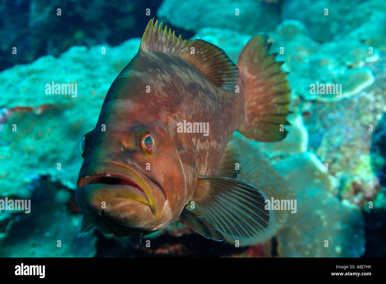 Tiger grouper in Flower Garden in the Gulf of Mexico Stock Photo - Alamy