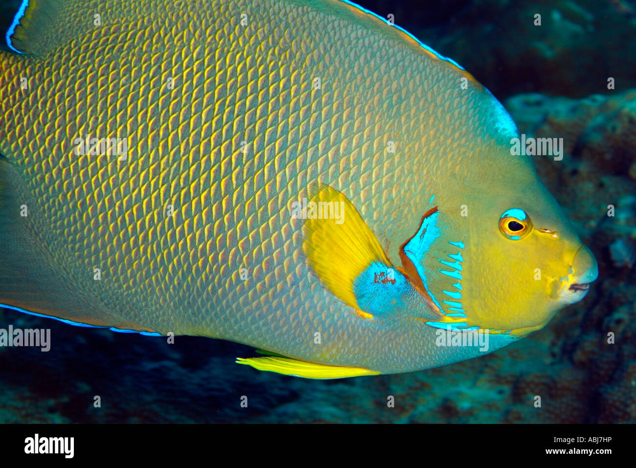 Blue angelfish in Flower Garden in the Gulf of Mexico Stock Photo - Alamy
