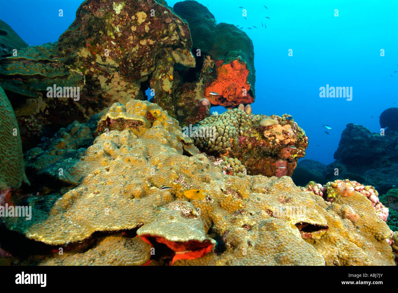 Head of coral in the Gulf of Mexico off Texas Stock Photo - Alamy