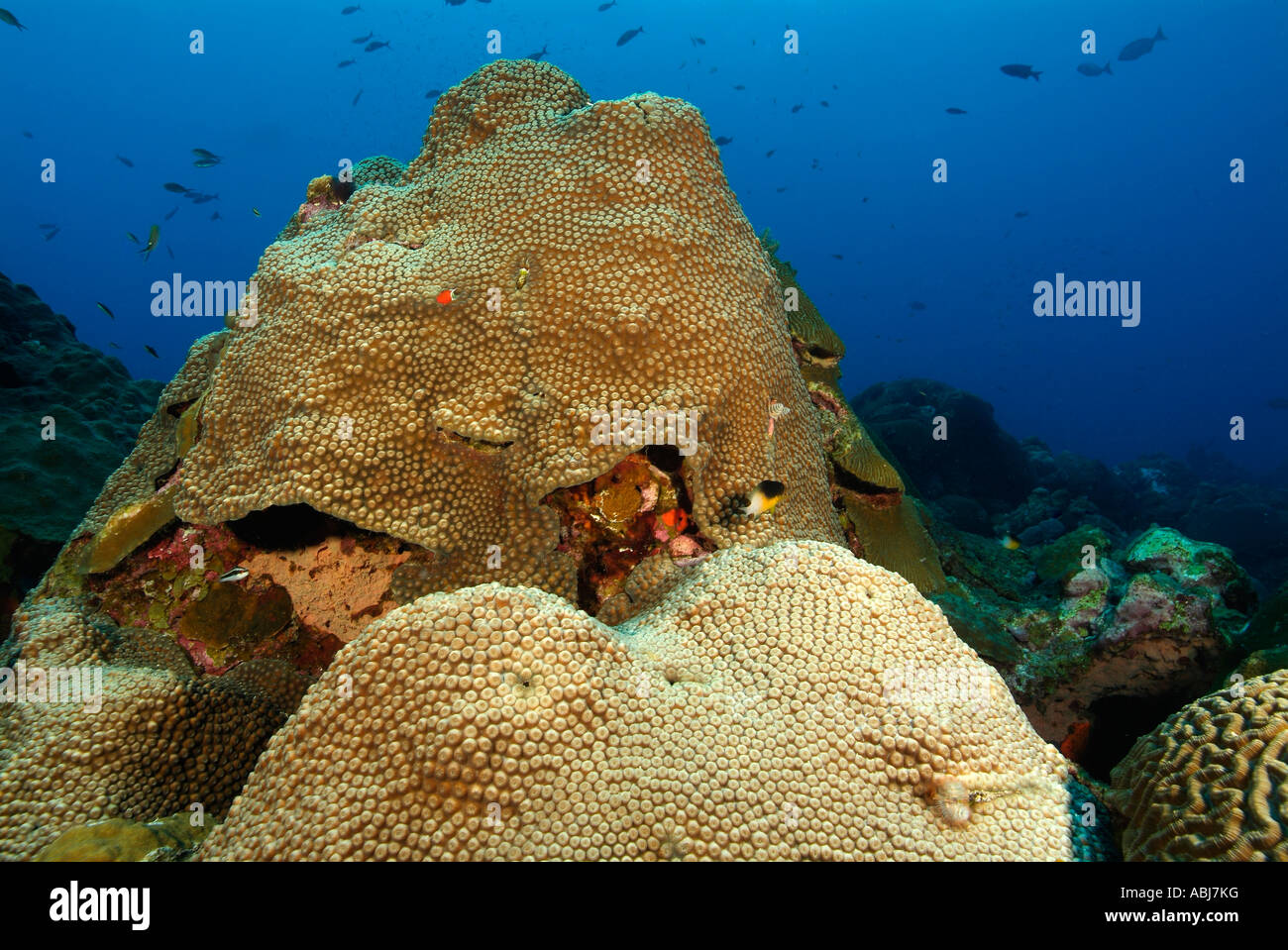 Head of of a great star coral in the Gulf of Mexico off Texas Stock ...