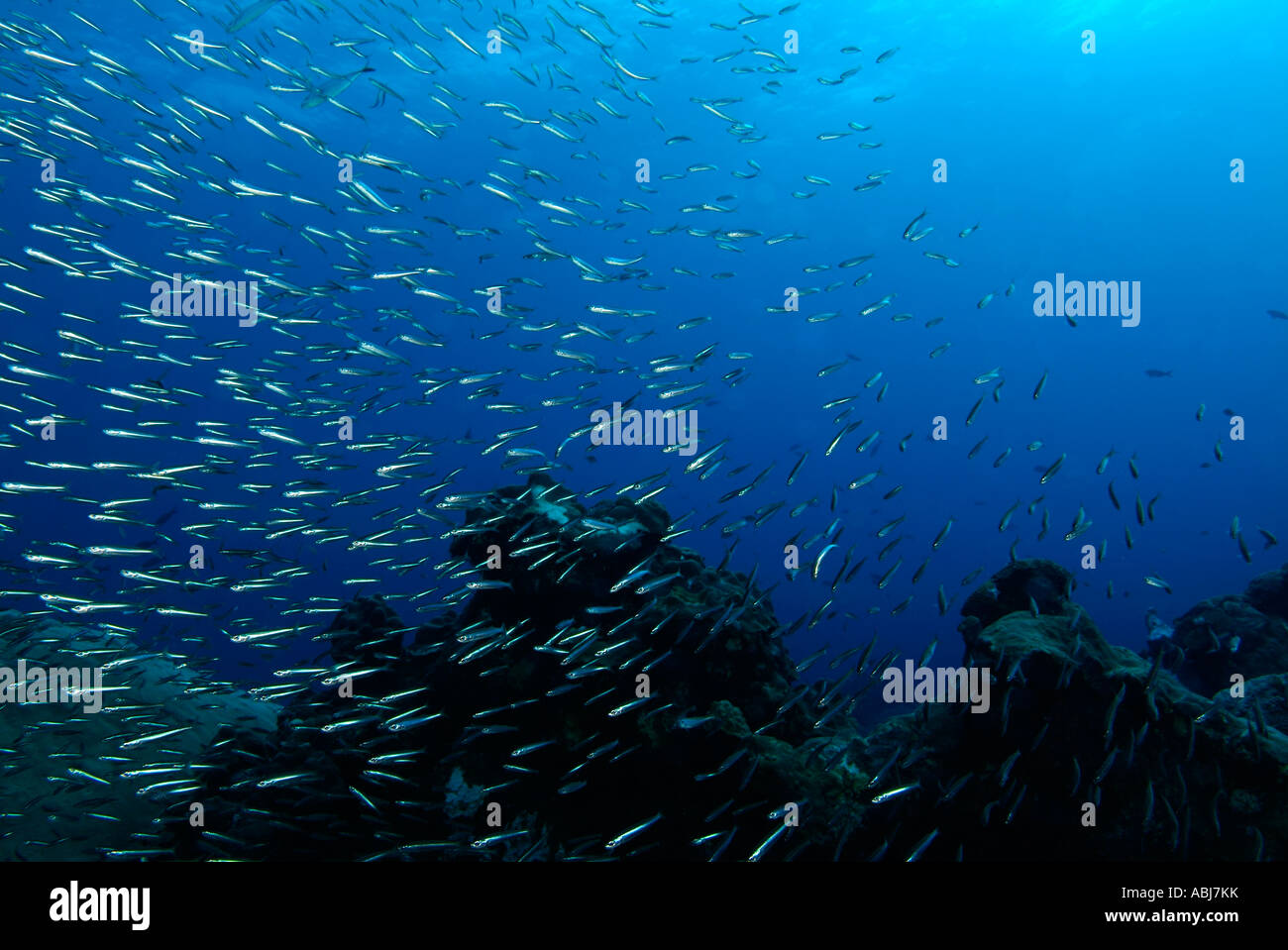 School of anchovies in Flower Garden, the Gulf of Mexico Stock Photo ...