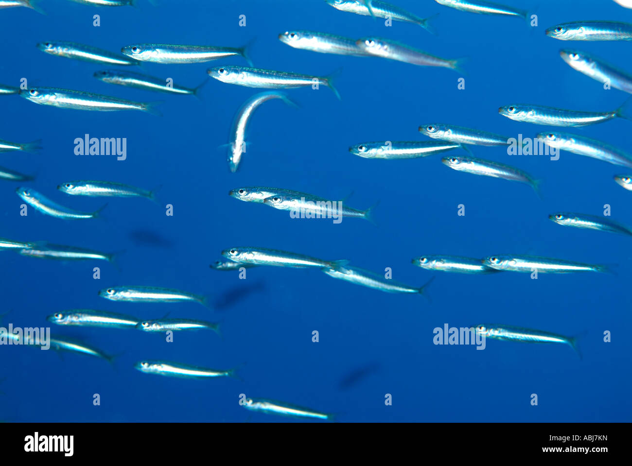 School of anchovies in Flower Garden, the Gulf of Mexico Stock Photo ...