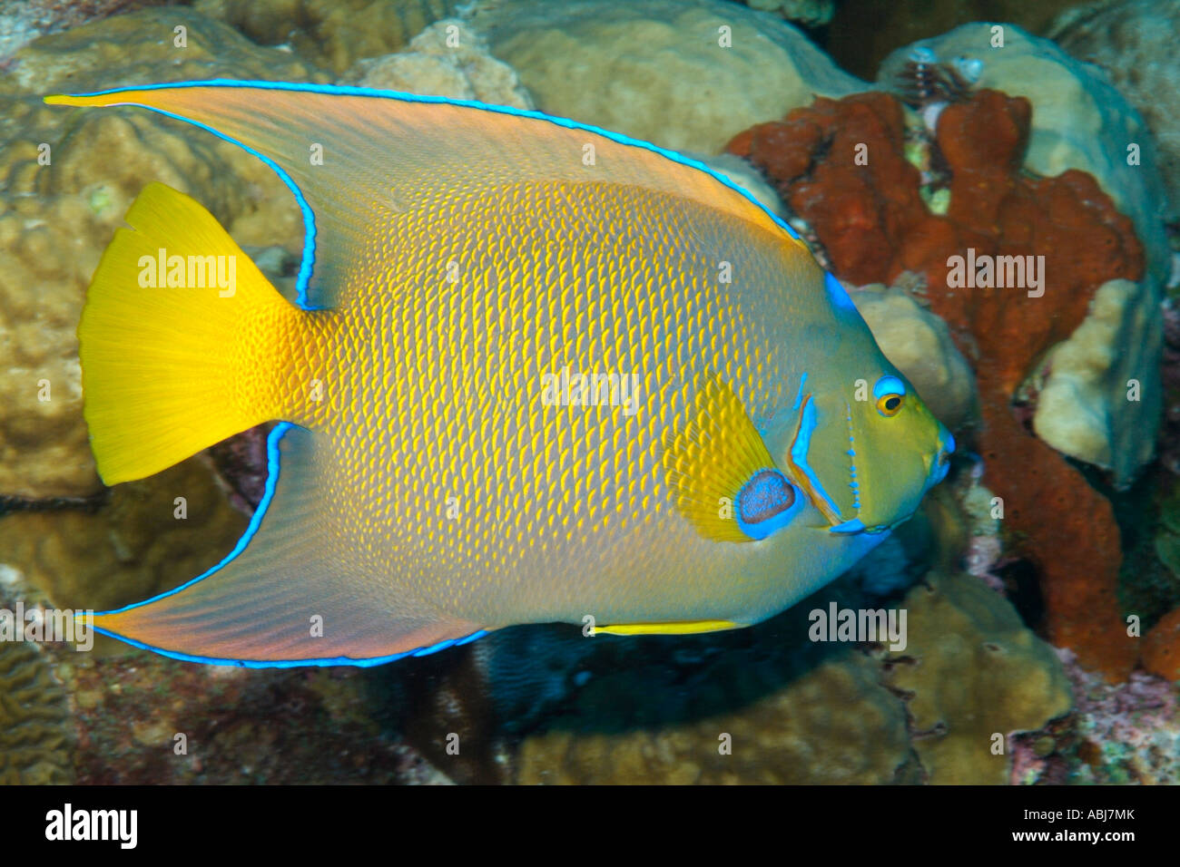 Queen angelfish in Flower Garden in the Gulf of Mexico Stock Photo - Alamy