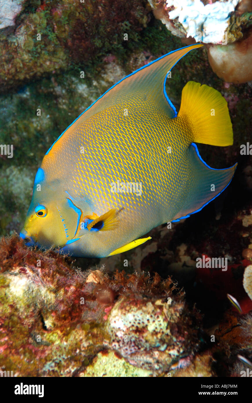 Queen angelfish in Flower Garden in the Gulf of Mexico Stock Photo - Alamy