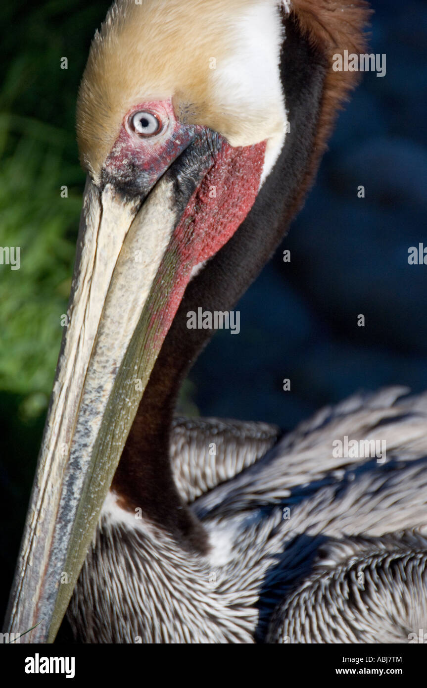 Pelican breeding colors hi-res stock photography and images - Alamy