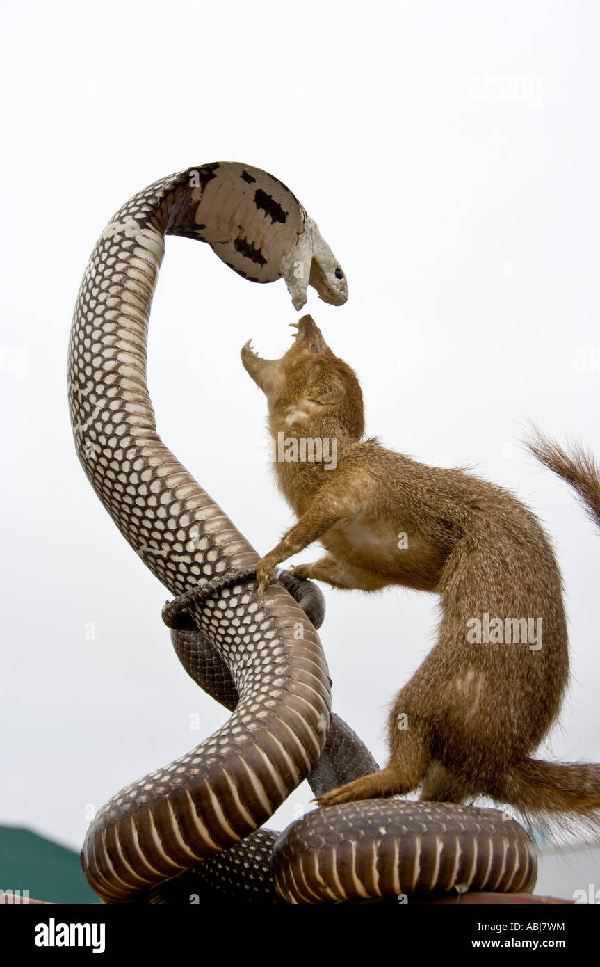 Stuffed snake hi-res stock photography and images - Alamy