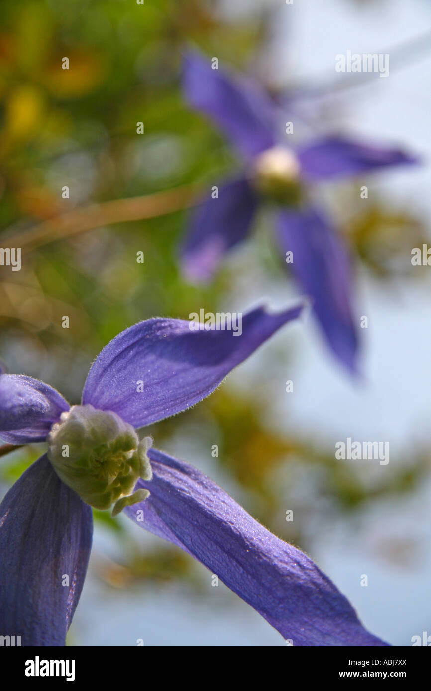 Purple alpine clematis blooms close-up Stock Photo - Alamy
