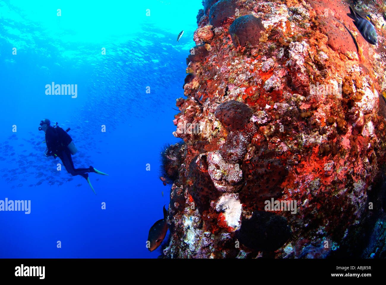 Diver underwater rig hi-res stock photography and images - Alamy