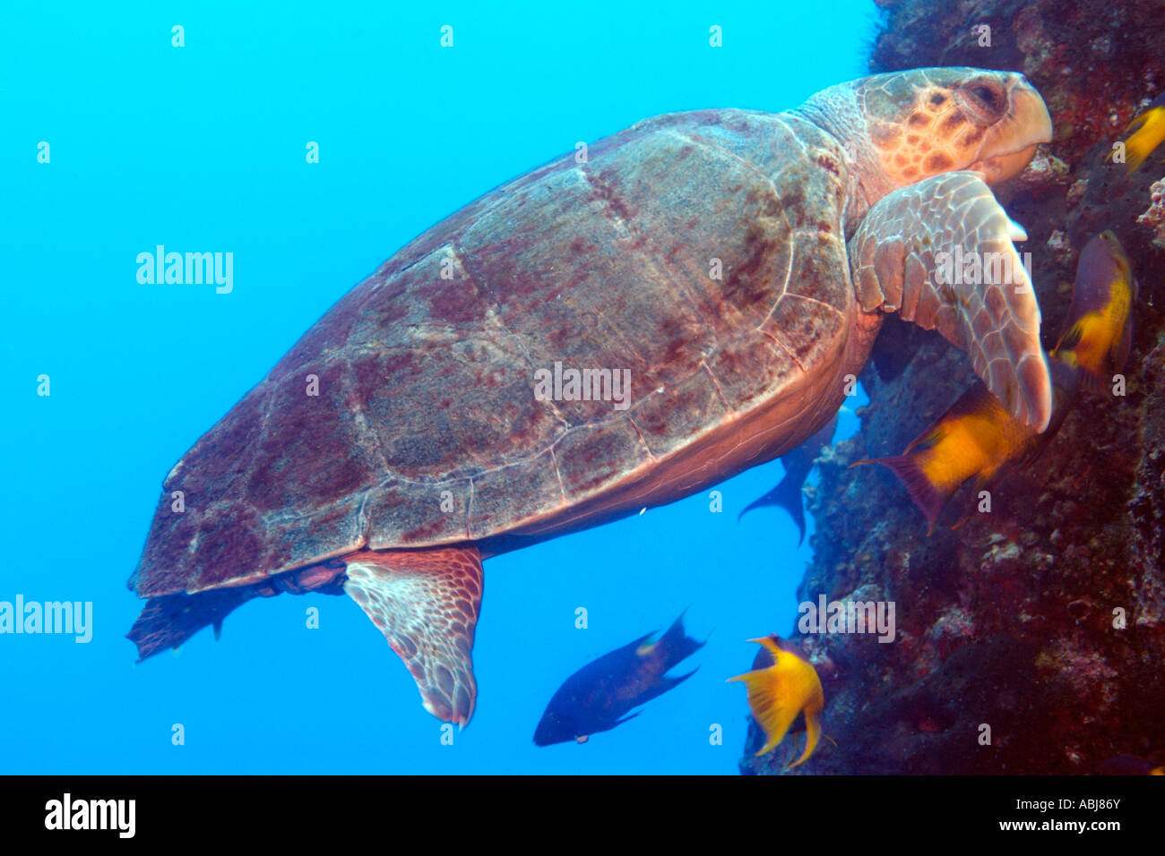 Ridley sea turtle texas hi-res stock photography and images - Alamy