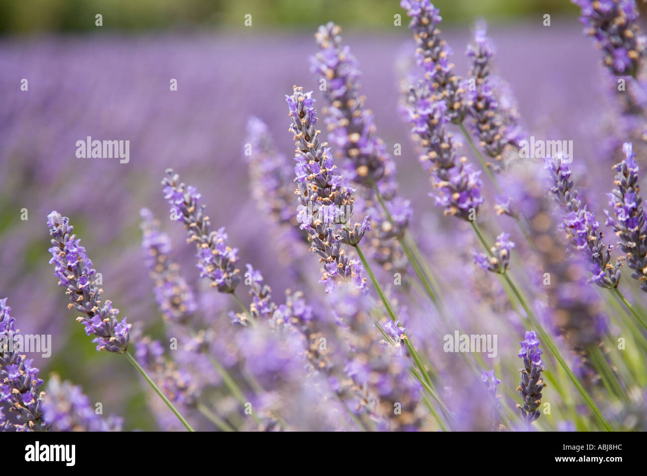 Lavender bushes in there prime Stock Photo - Alamy