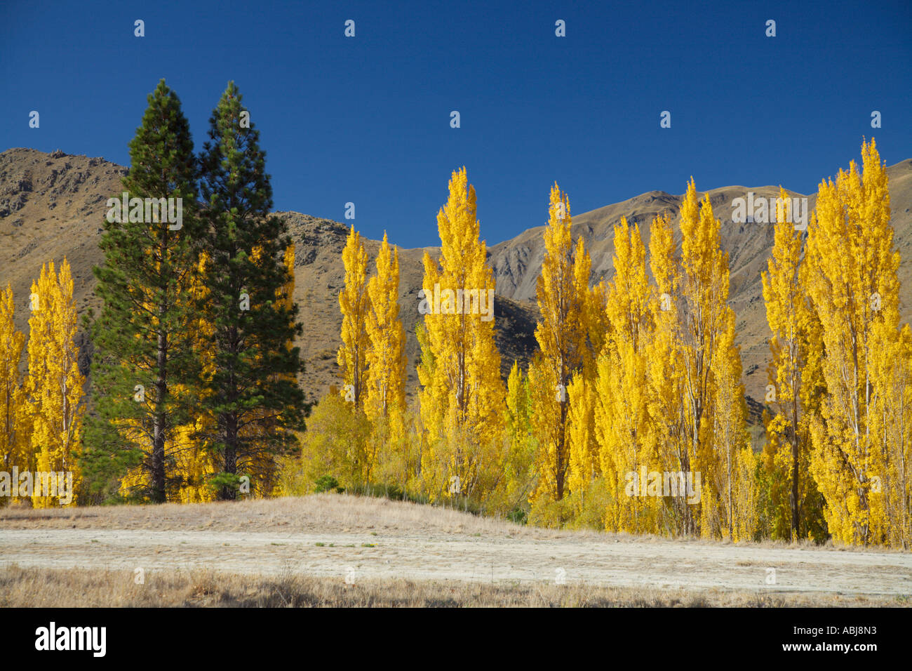 Golden brown autumn colours in the new forest hi-res stock photography ...