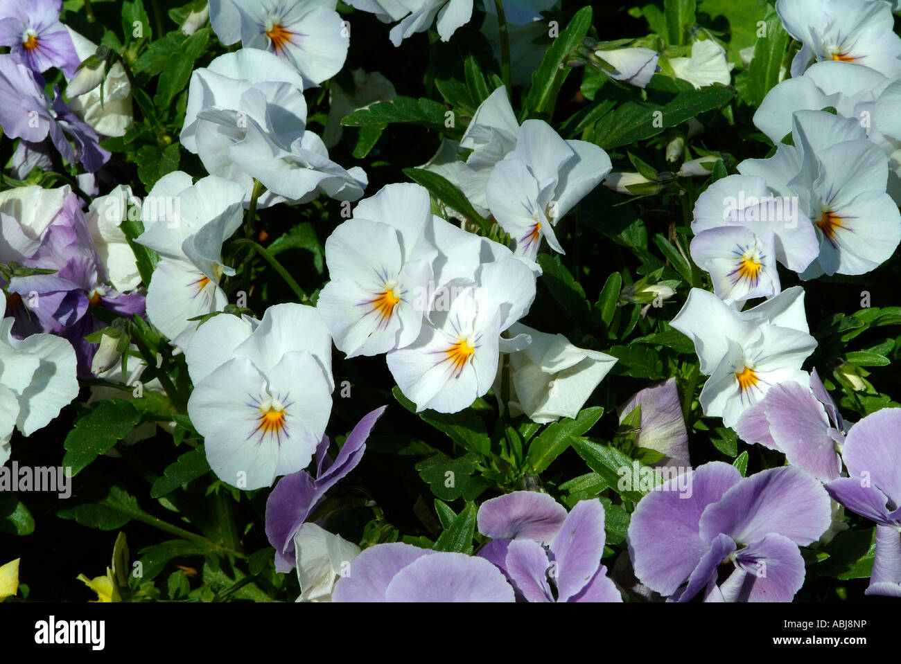 Field of white pansies in the Dallas Arboretum Park Stock Photo - Alamy