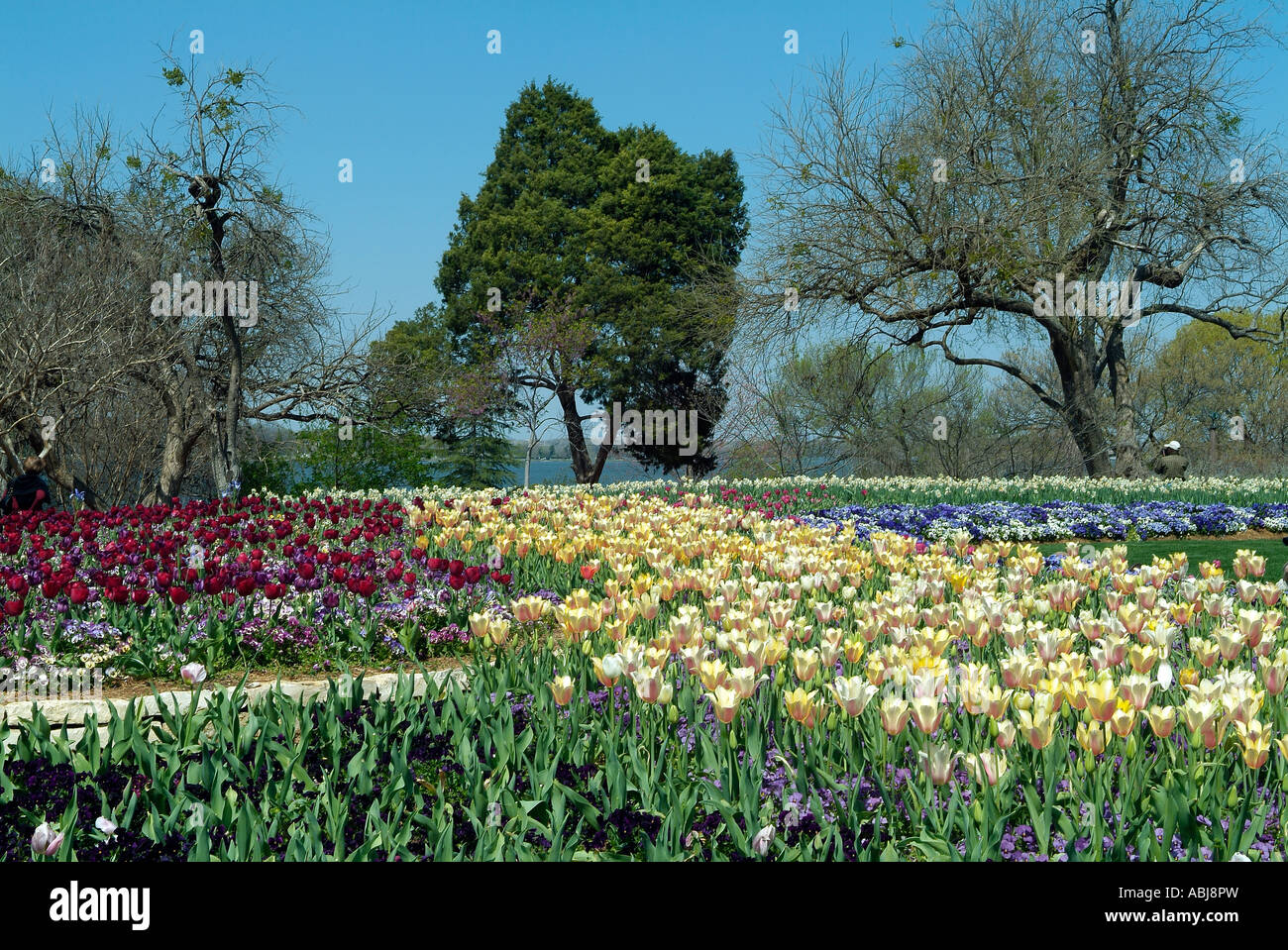 Field of tulips in the Dallas Arboretum Park Stock Photo - Alamy